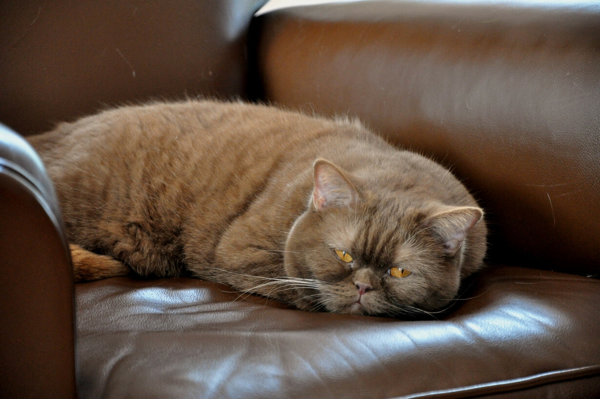 Choupette : un chat heureux